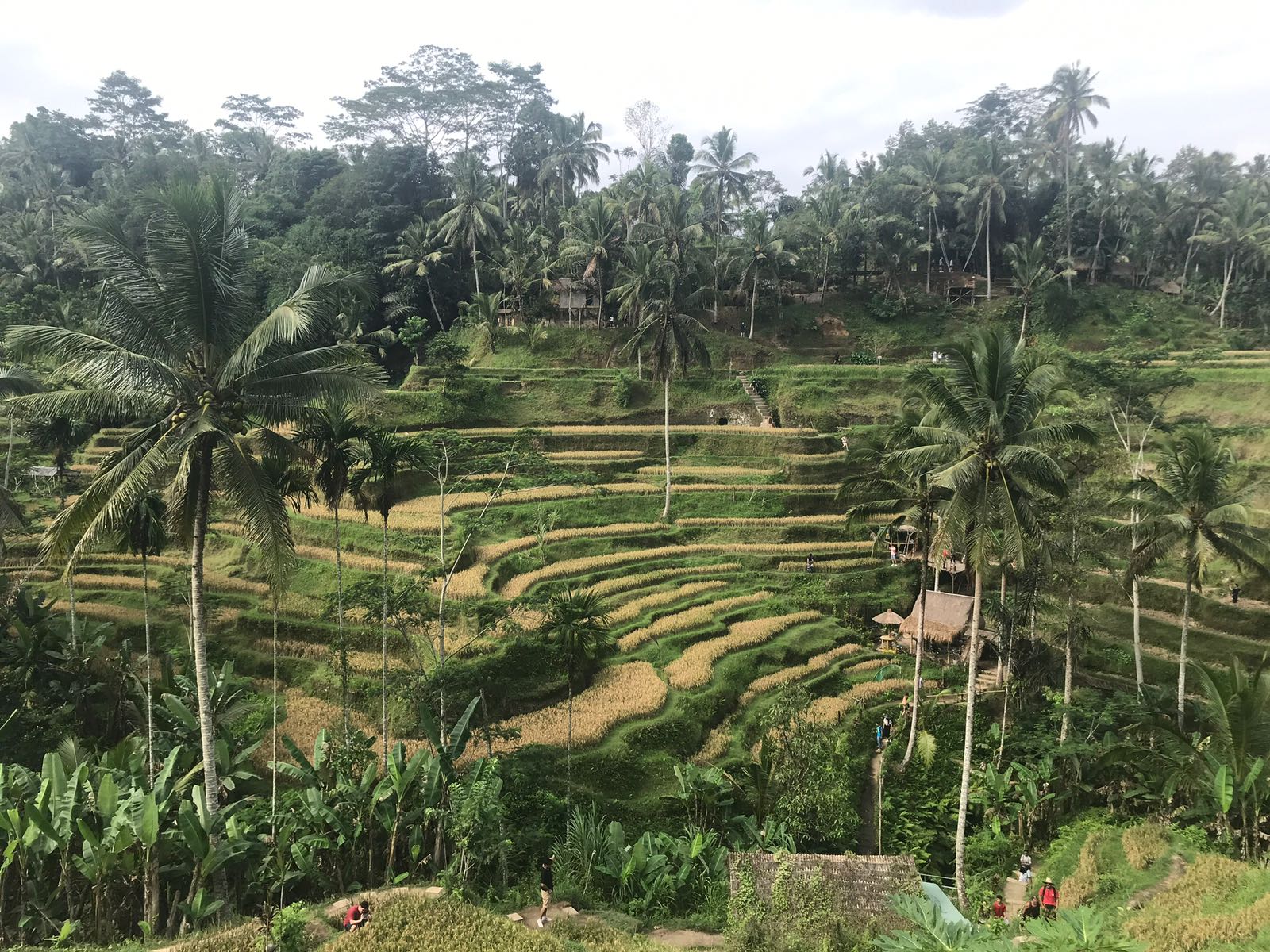Bali 2018 Part 2; Ubud