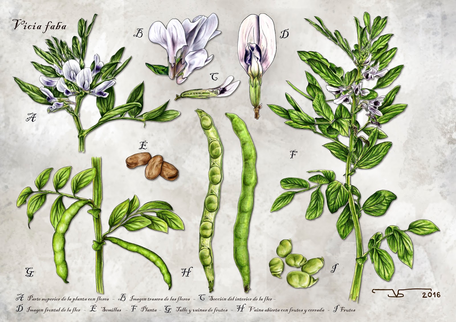 Vicia faba - José Vicente Santamaría Monsoríu