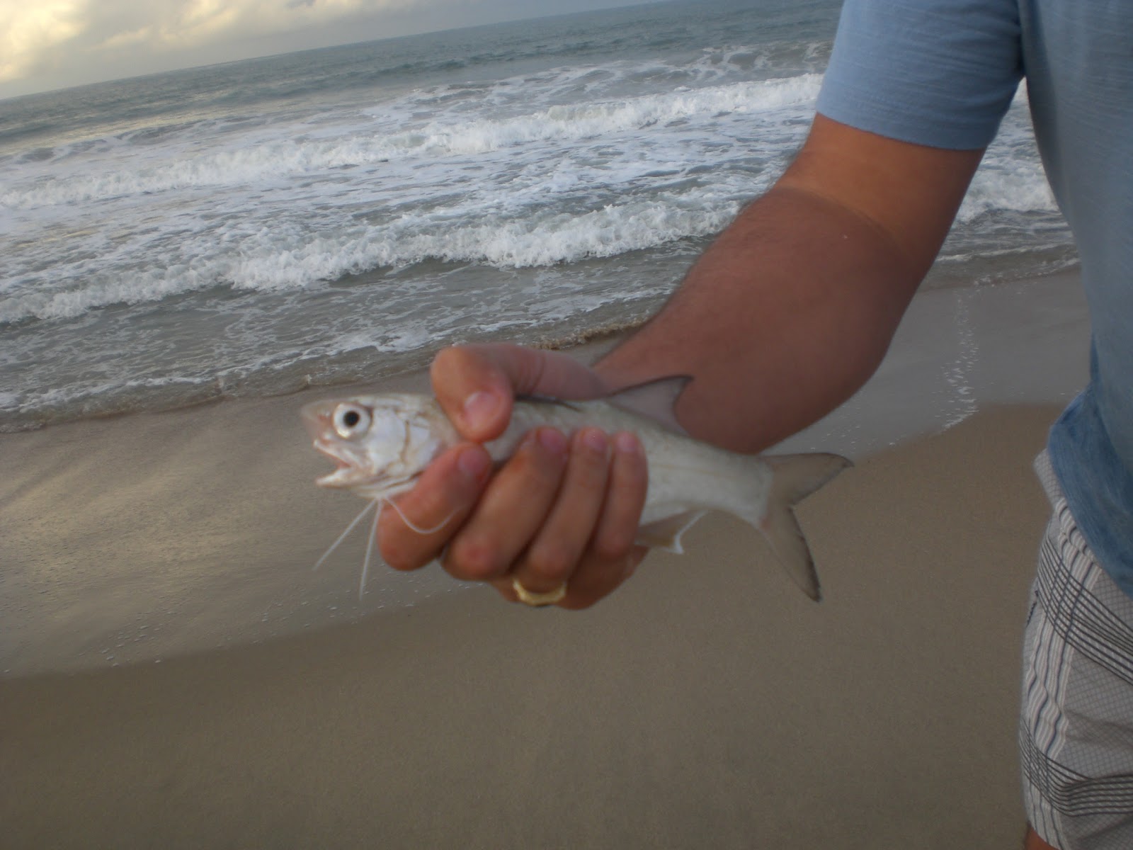 Diário de um Pescador: Peixes de Praia - Parati