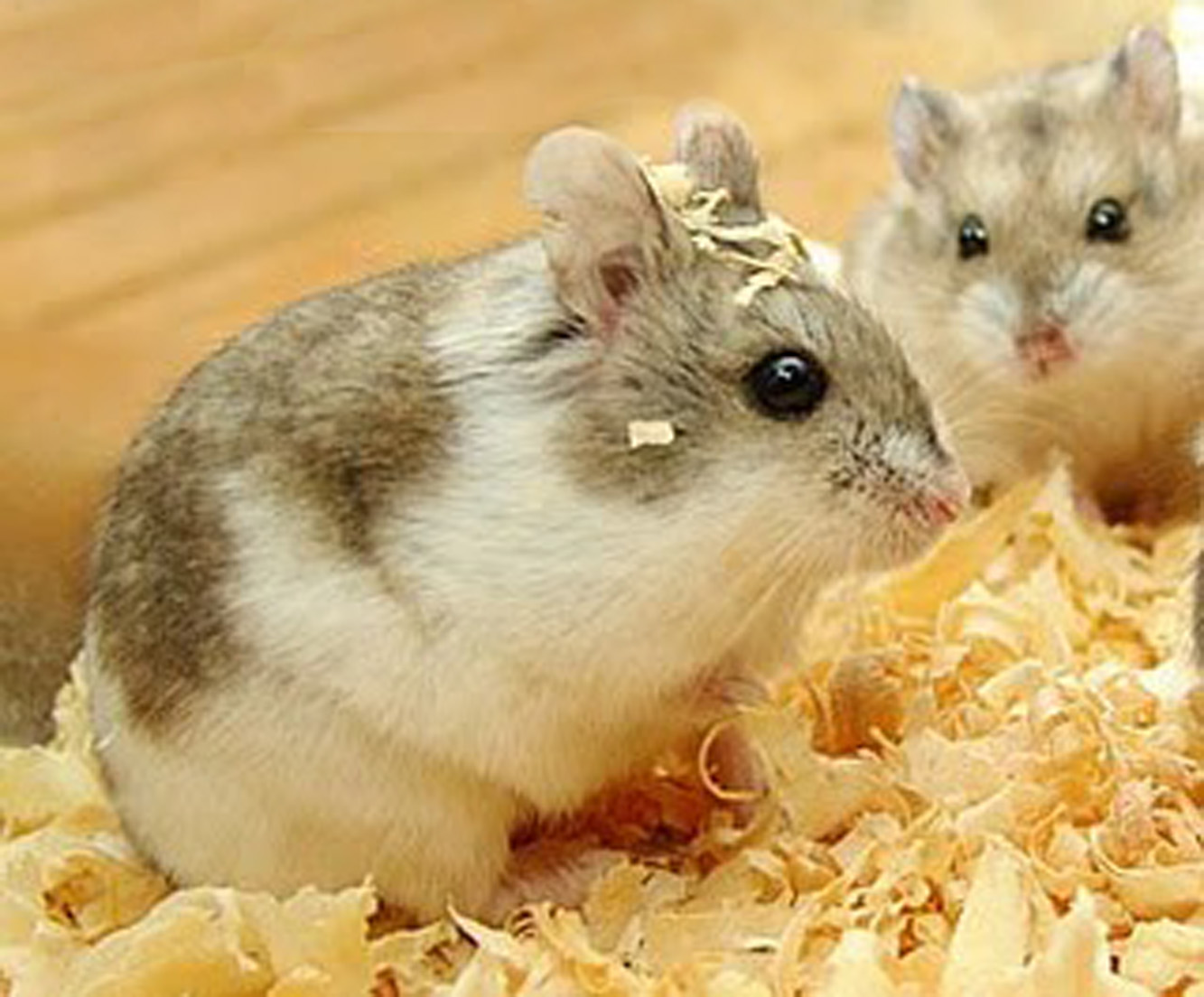 Jenis dan Karakter Hamster | LIFE: NEVER ENDING ADVENTURE