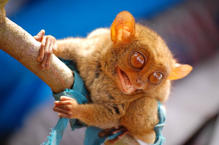 tourist spot: Linan Tupi, South Cotabato “Tarsier Sanctuary”