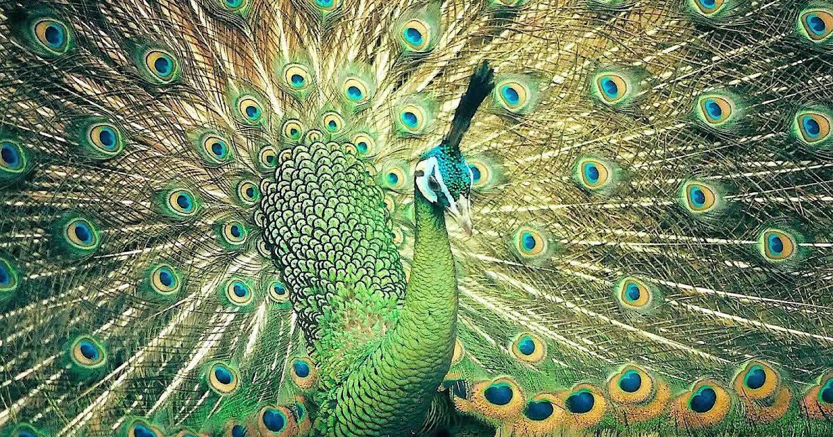 3 Jenis Burung Merak Cantik Dunia - Peternak Ayam Cemani dan Kedu