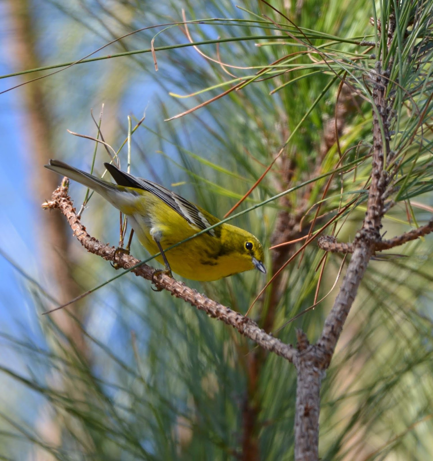 Pine Warbler