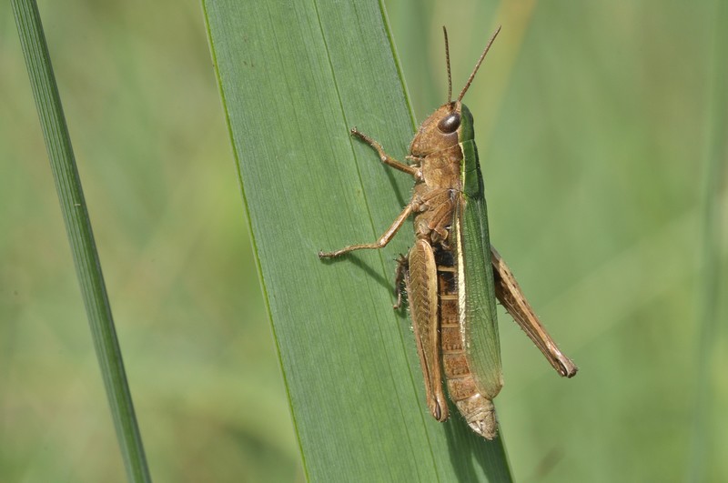Nature quand tu nous tiens...