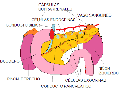 CURIOSIDADES CIENTÍFICAS : El páncreas