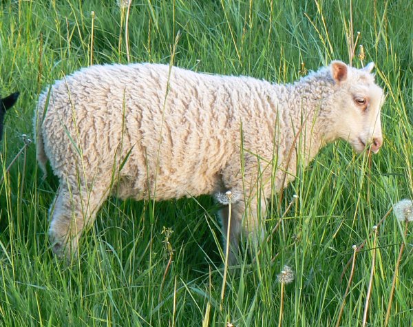 Musings and Ramblings of the Shepherd, PhD