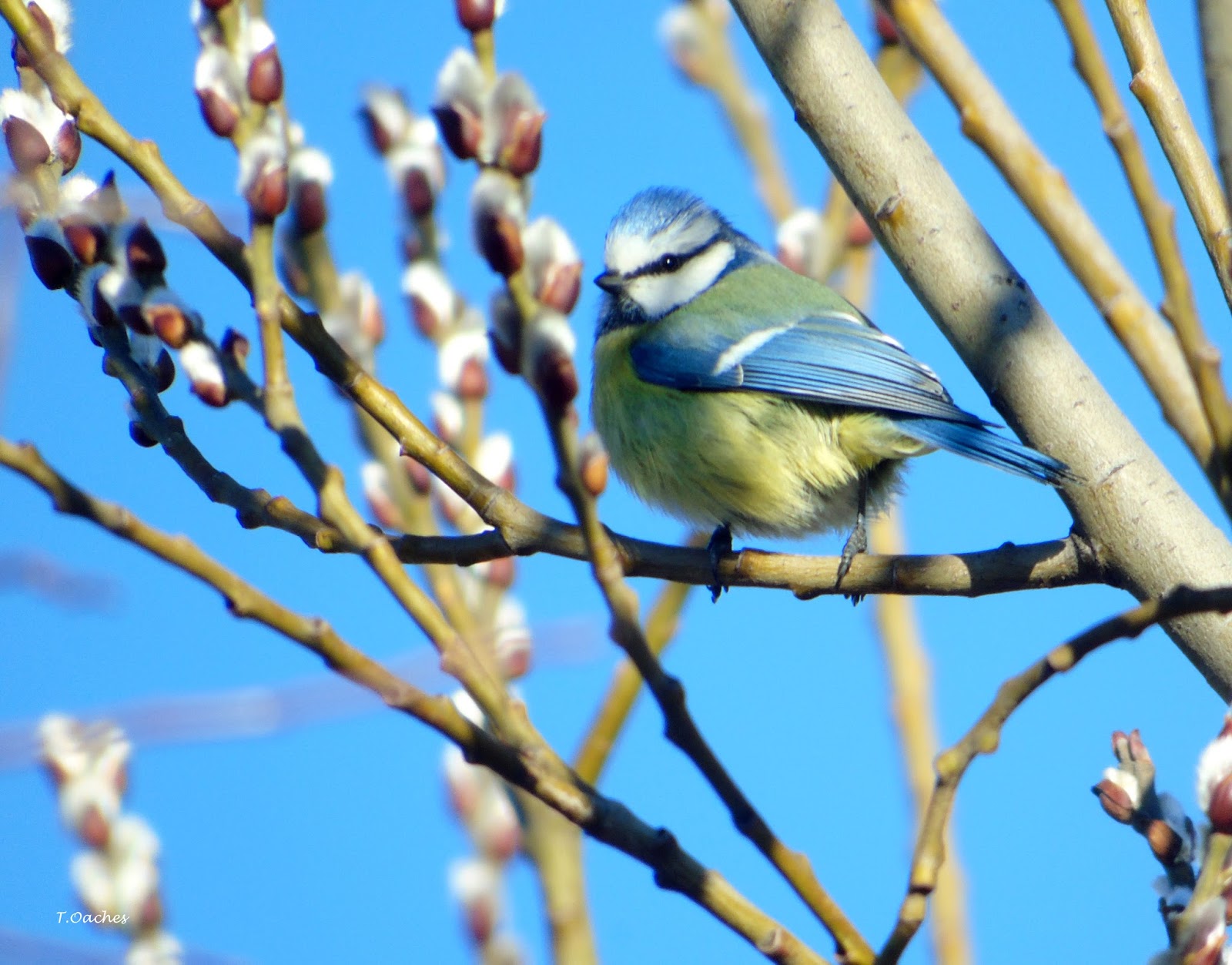 PASARI DIN ROMANIA: PITIGOI ALBASTRU (1), Cyanistes caeruleus