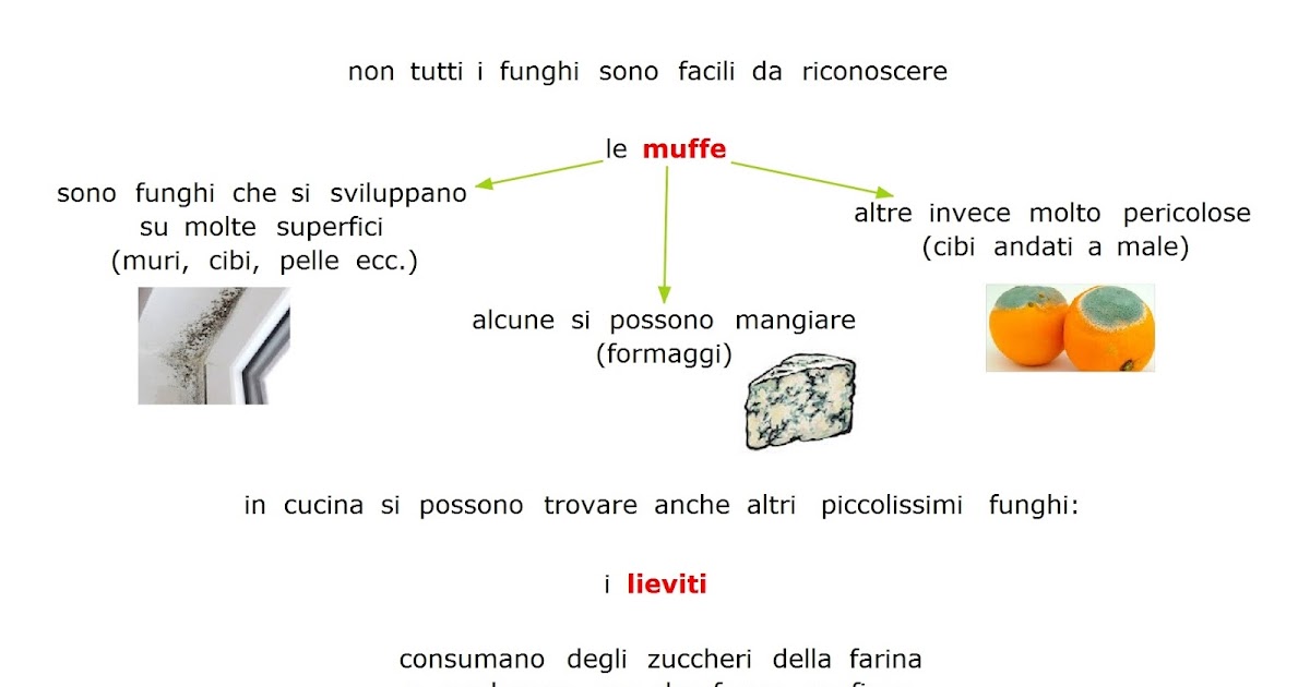 Paradiso delle mappe: Le muffe e i lieviti