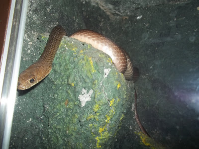 Zoologico Nacional La Aurora: Serpiente Chirrionera