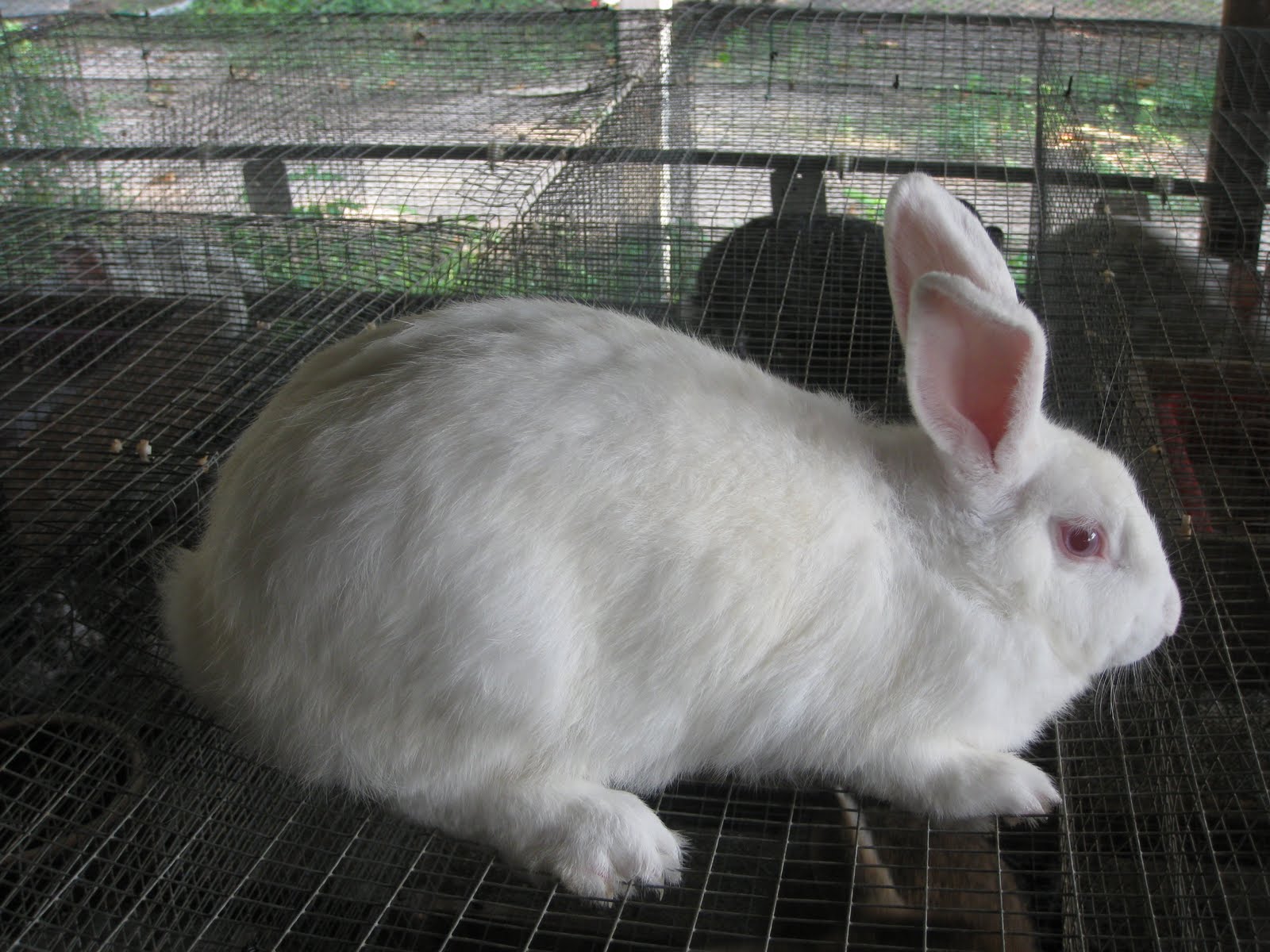 LADANG ARNAB BUKIT BADONG, SELANGOR - PUSAT PENJUALAN DAN PENTERNAKAN ...