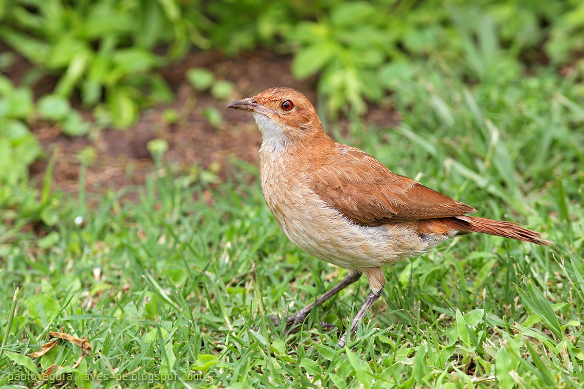mis fotos de aves: Furnarius rufus Hornero Rufous Hornero