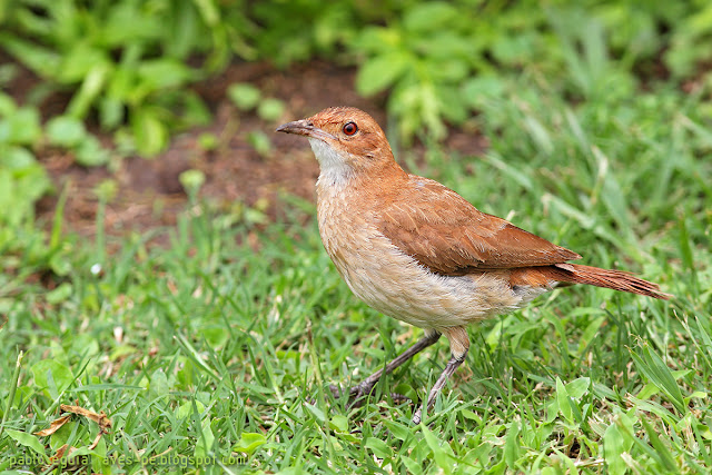 mis fotos de aves: Furnarius rufus Hornero Rufous Hornero