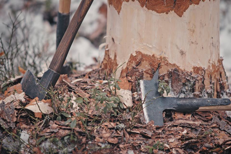 挪威樹皮環切技術 Ringbarking in Norwegian | 樹沃客樹藝