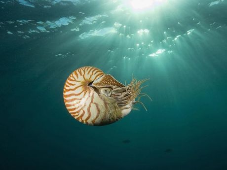 Animals of the world: Nautiloids
