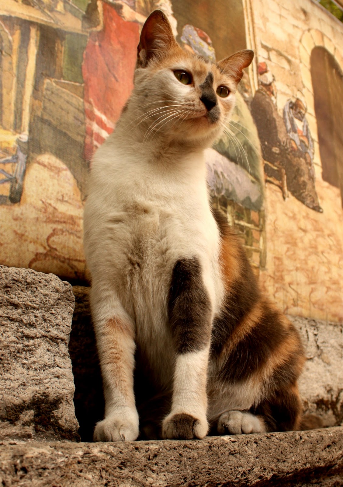 İstanbul'un Kedileri | İstanbul Gezentisi