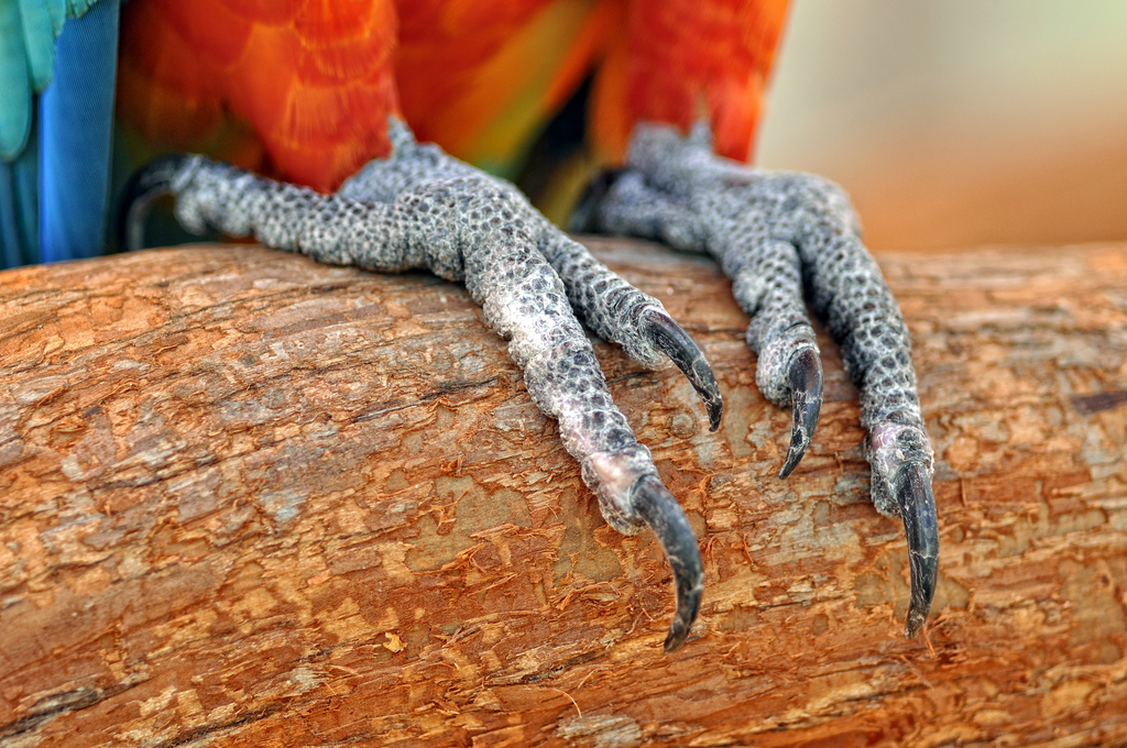 1- Red: parrot feet
