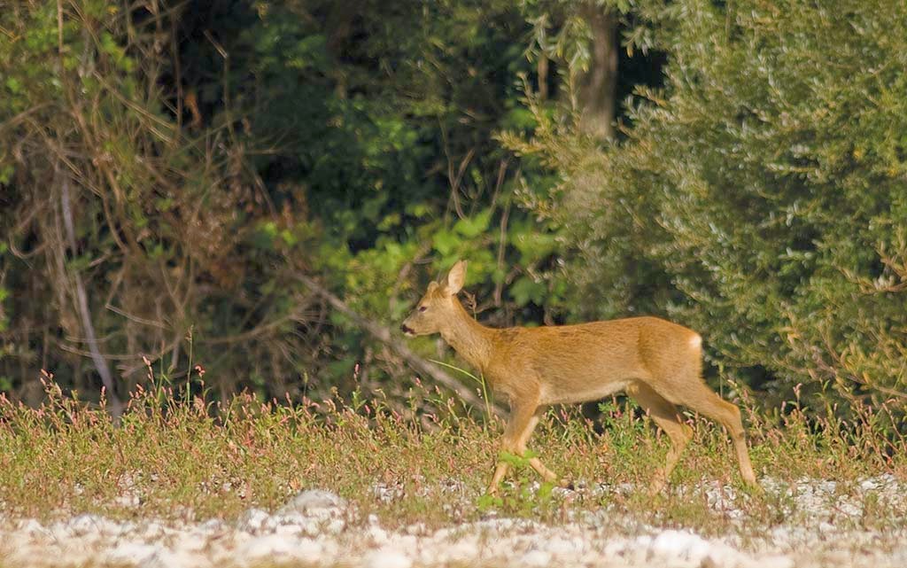 Riserva Naturale Regionale e Oasi WWF dei Ghirardi: Caprioli al ...