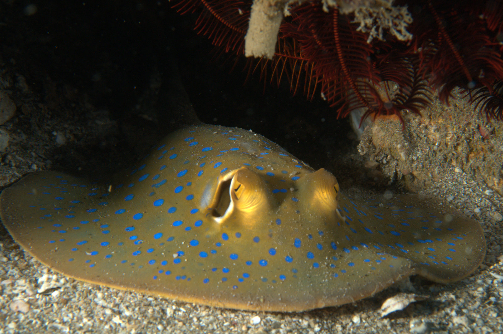 The Best of Underpressure Photography: Yellow Stingray- Cozumel, MX ...