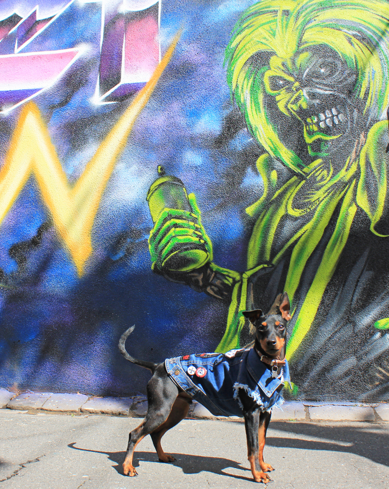 HARDROCKERA.... "I Love Rock 'n' Roll": PetHaus la moda más rockera ...