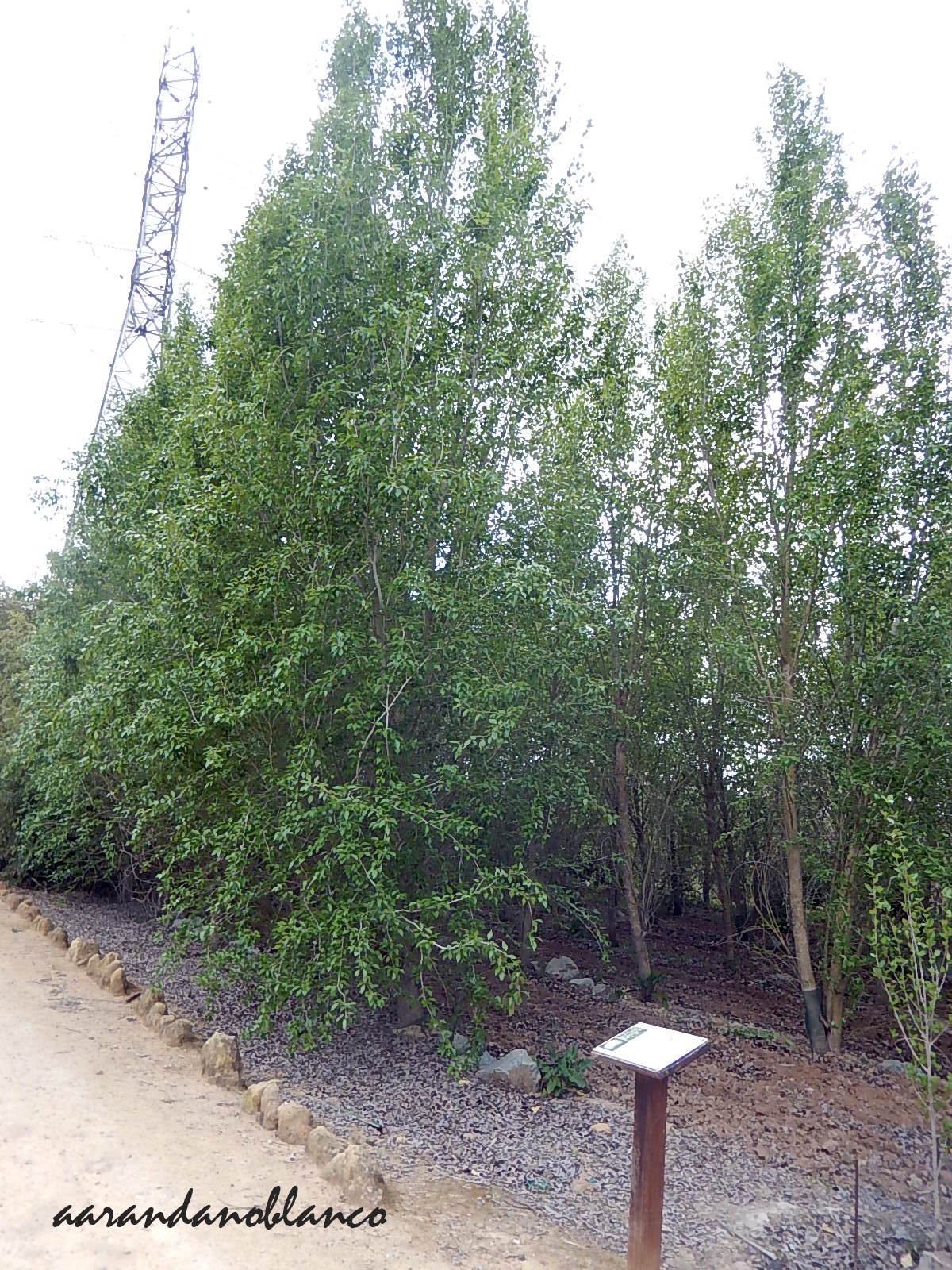 parquealamillo-encinarosa: Populus simonii / Chopo simoni / Chopo de ...