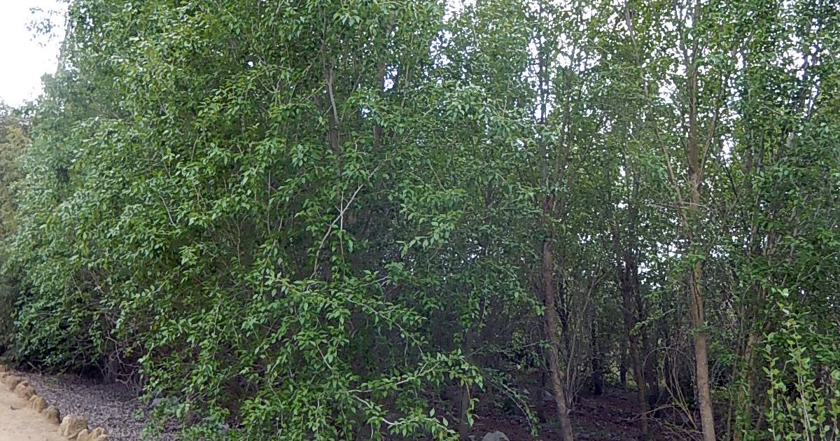 parquealamillo-encinarosa: Populus simonii / Chopo simoni / Chopo de ...