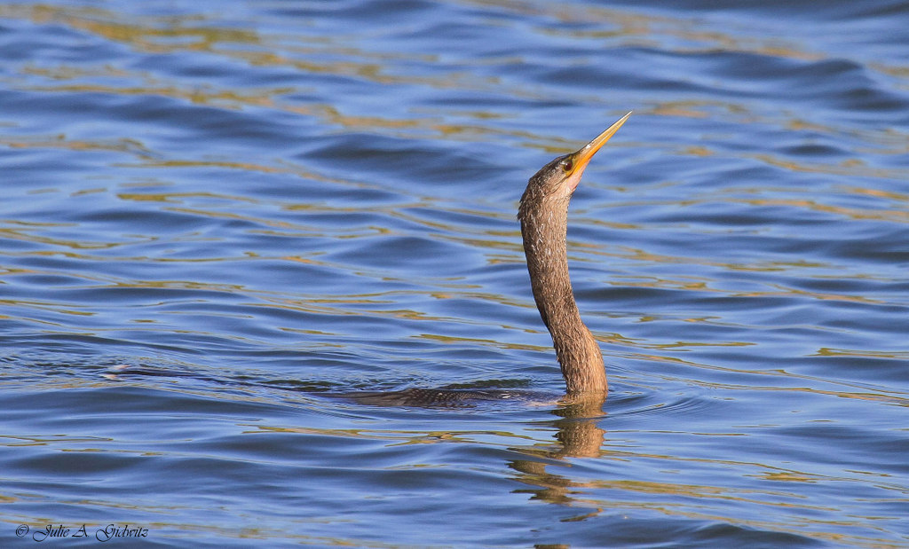 Birding Is Fun!: The Snakebird