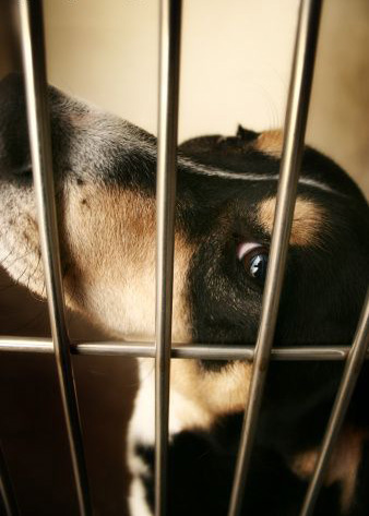 Dog Talk 101: Prison Dog Program