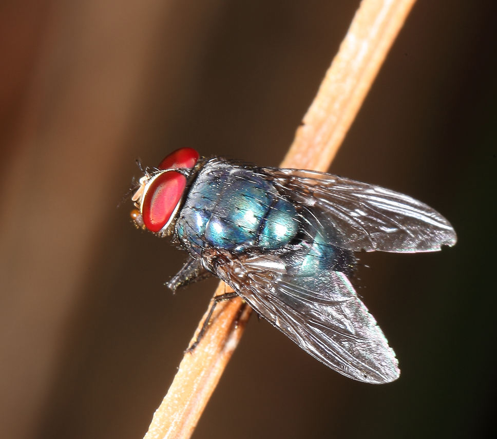 BunyipCo: November 2016