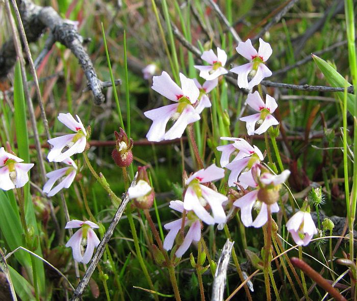 Esperance Wildflowers: Stylidium calcaratum - Book Trigger Plant