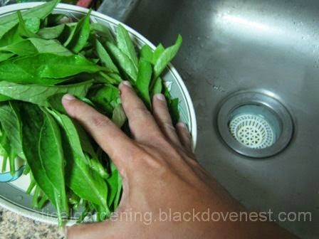 Practical Gardening: Cleaning and Storing Gynura Procumbens (Sabungai)