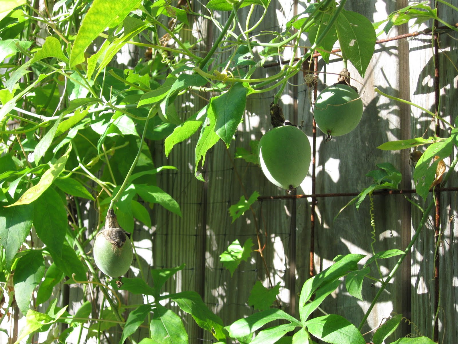 Gardening From the Ground Up: SCIENTIFIC CITIZEN