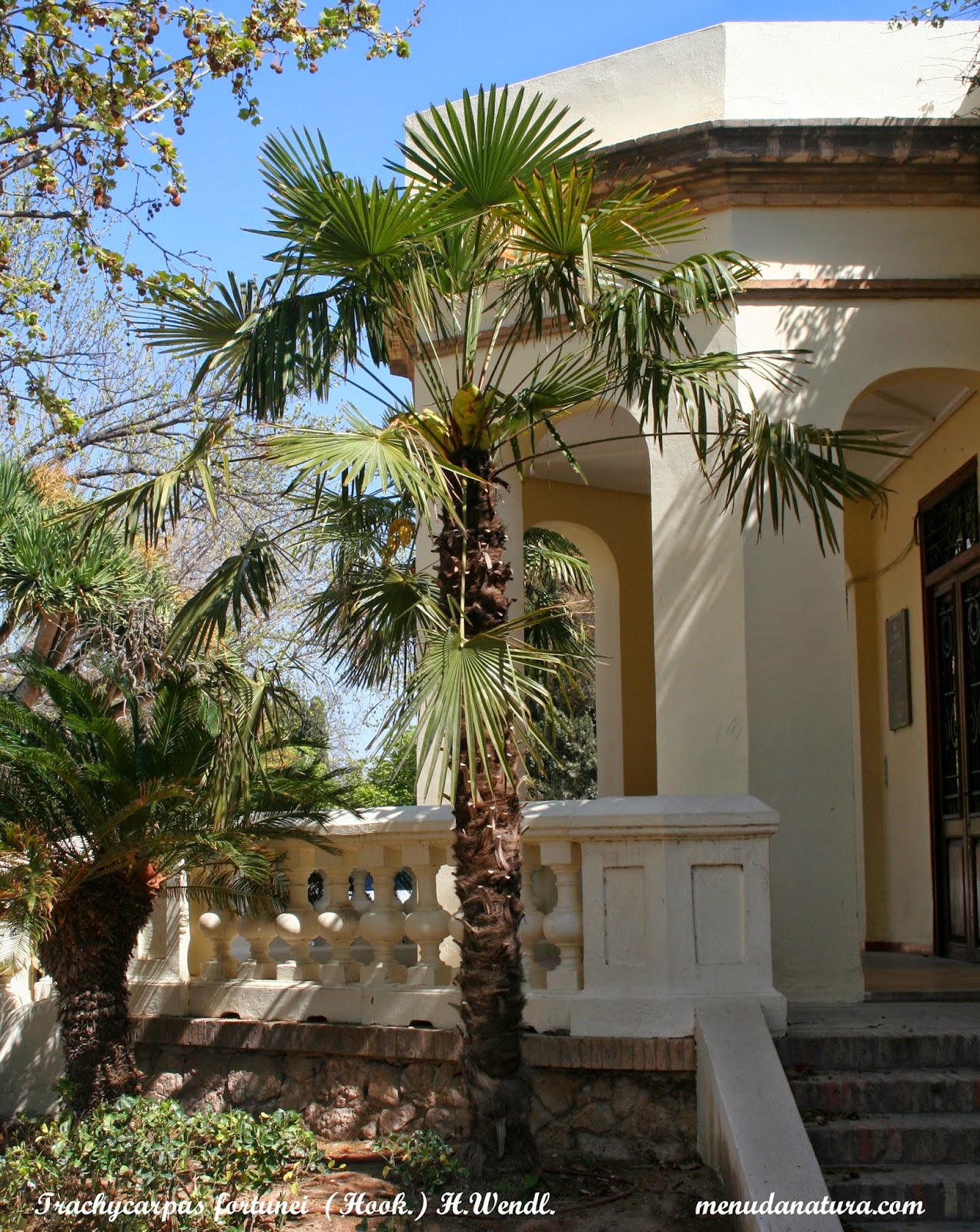 El Jardí de Menuda Natura: Palmera excelsa