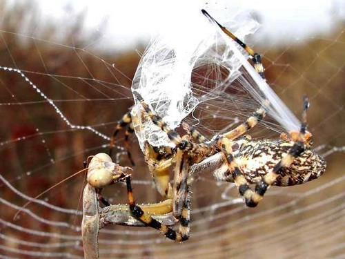 Spider vs. Praying Mantis [8 Photos] | ALL PHOTOZ