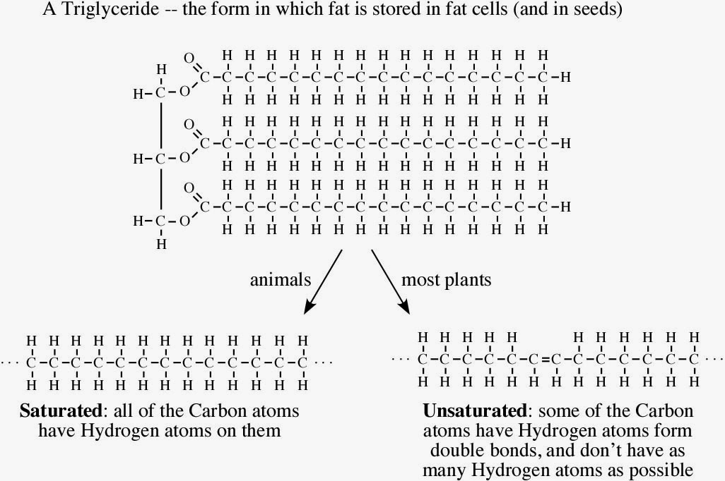 Chef's Notes: The Four Basic Food Molecules - Chapter 2 : FAT