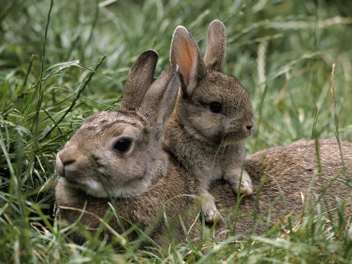 All HD Wallpapers: Wild Animals Pictures and Photos