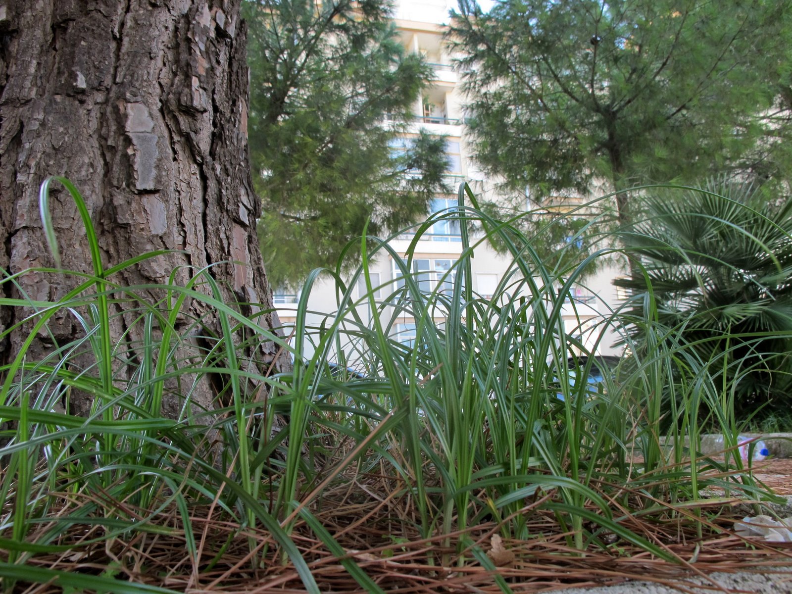 FLORA NEL SALENTO e.. anche altrove: Cyperus rotundus L. - Cyperaceae ...