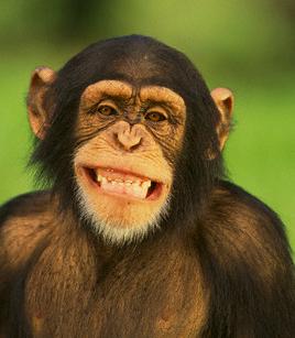 vallacuera vive carricas renacerá: Menudo circo