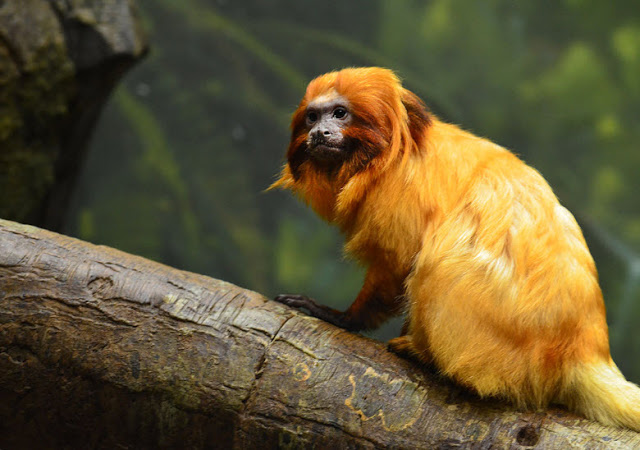 The Golden Lion Tamarin | Facts & Photographs | The Wildlife