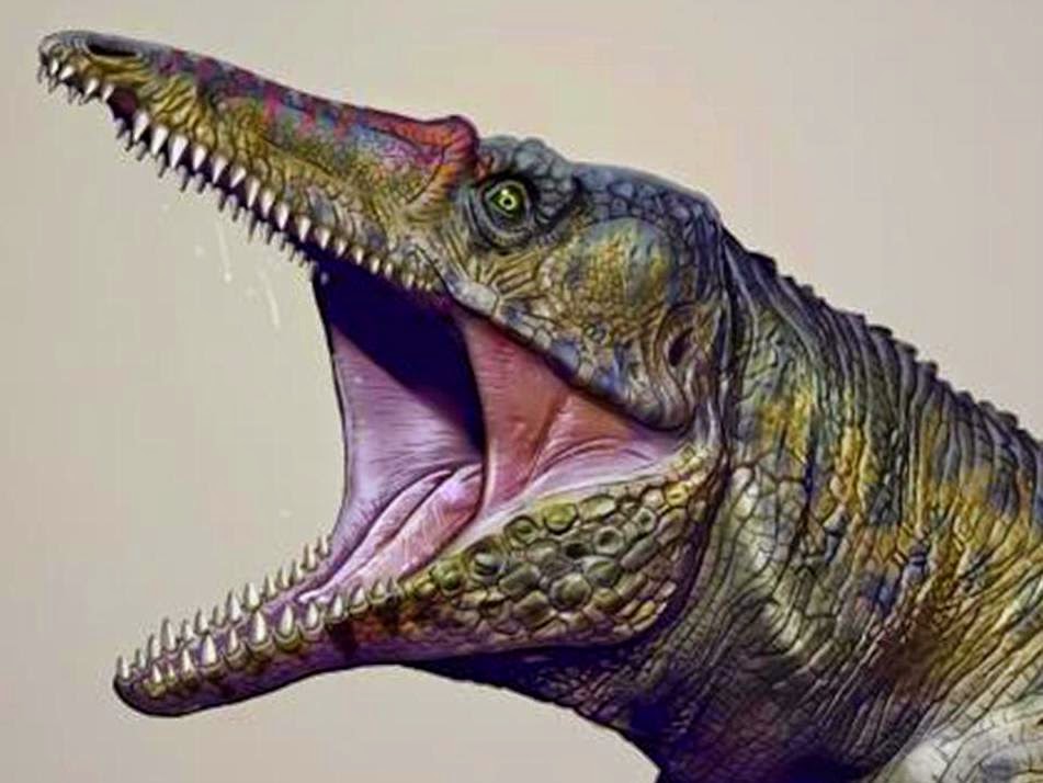 The Flying Tortoise: Has Anyone Seen Carolina Butcher...