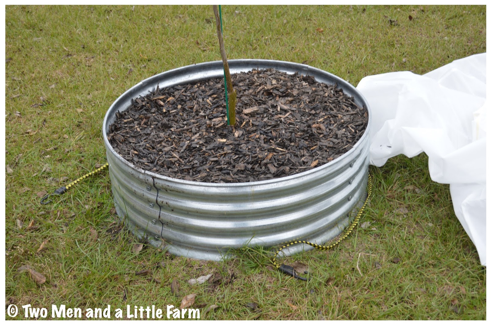 Two Men and a Little Farm: PROTECTING CITRUS TREES FROM FREEZING TEMPS