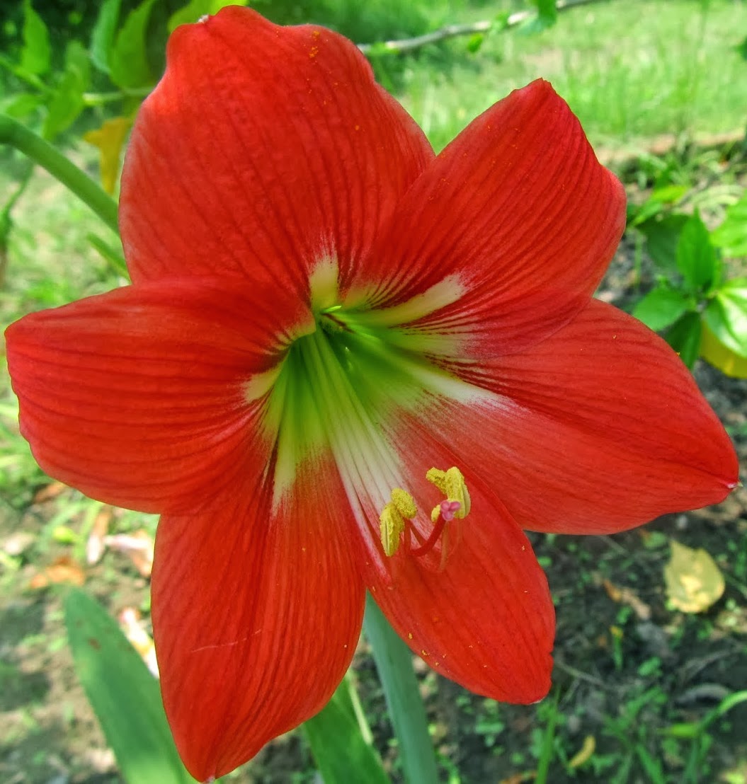 NATURAL & UNIQUE PHOTOGRAPHY: BARBADOS LILY OR EASTER LILY OR AMARYLLIS ...