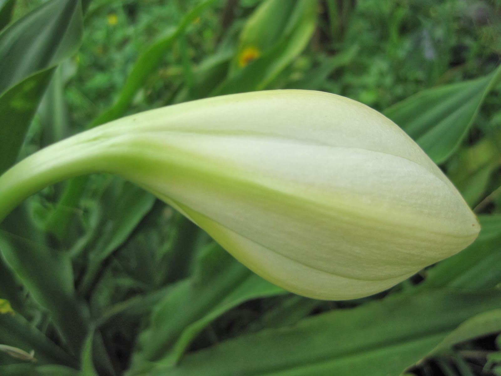 My Beautiful 'Flower - Flower ' World: My white Swamp Lily is blooming ...