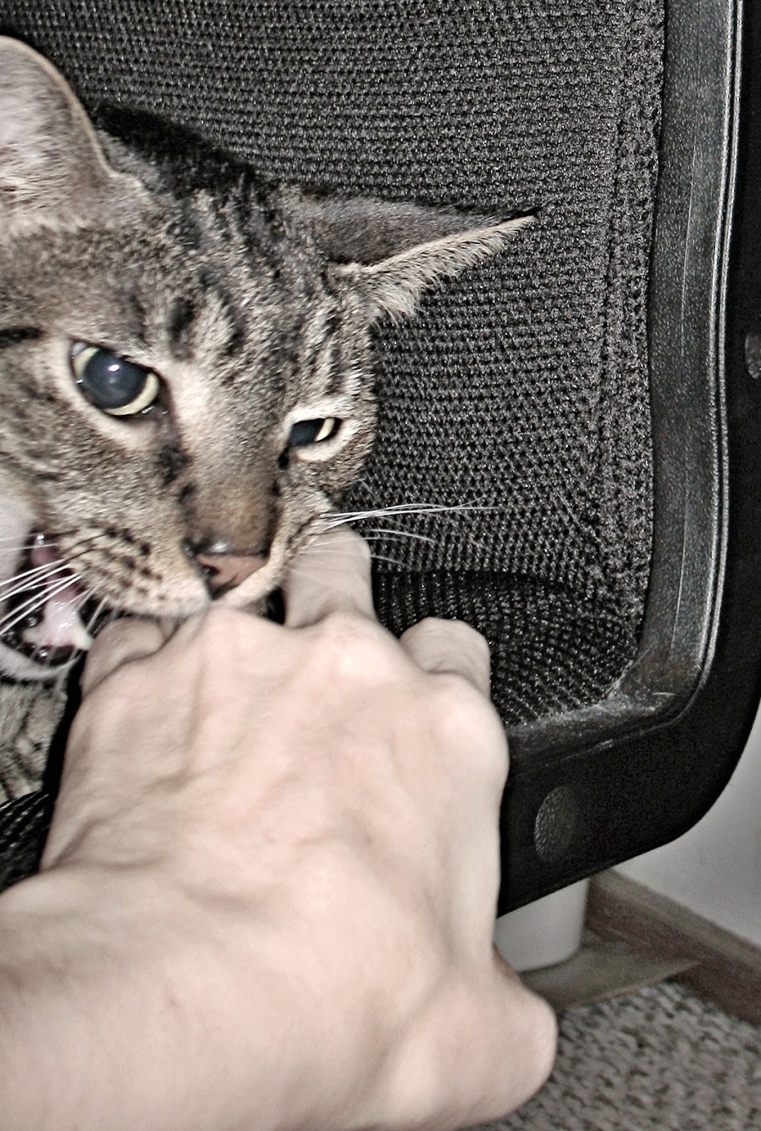 FAT CAT RATS - Momma Kat and Her Bear Cat