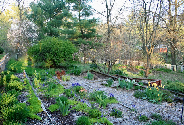 Amy's Creative Pursuits: My Early Spring Garden
