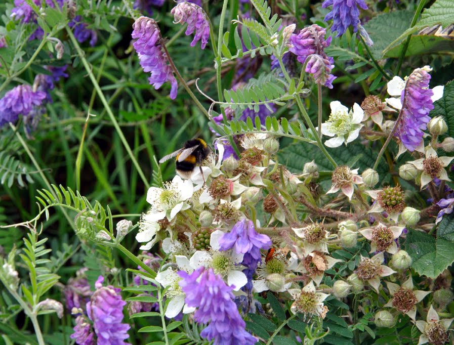 North Fife: Purple Vetch