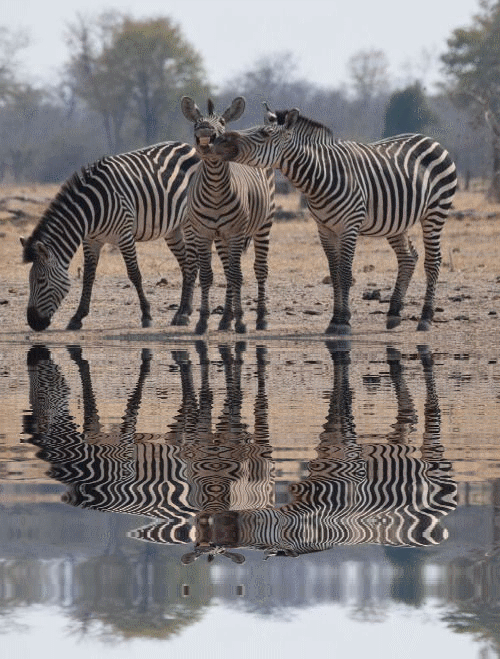 Animagif: Gif animados de animales 1