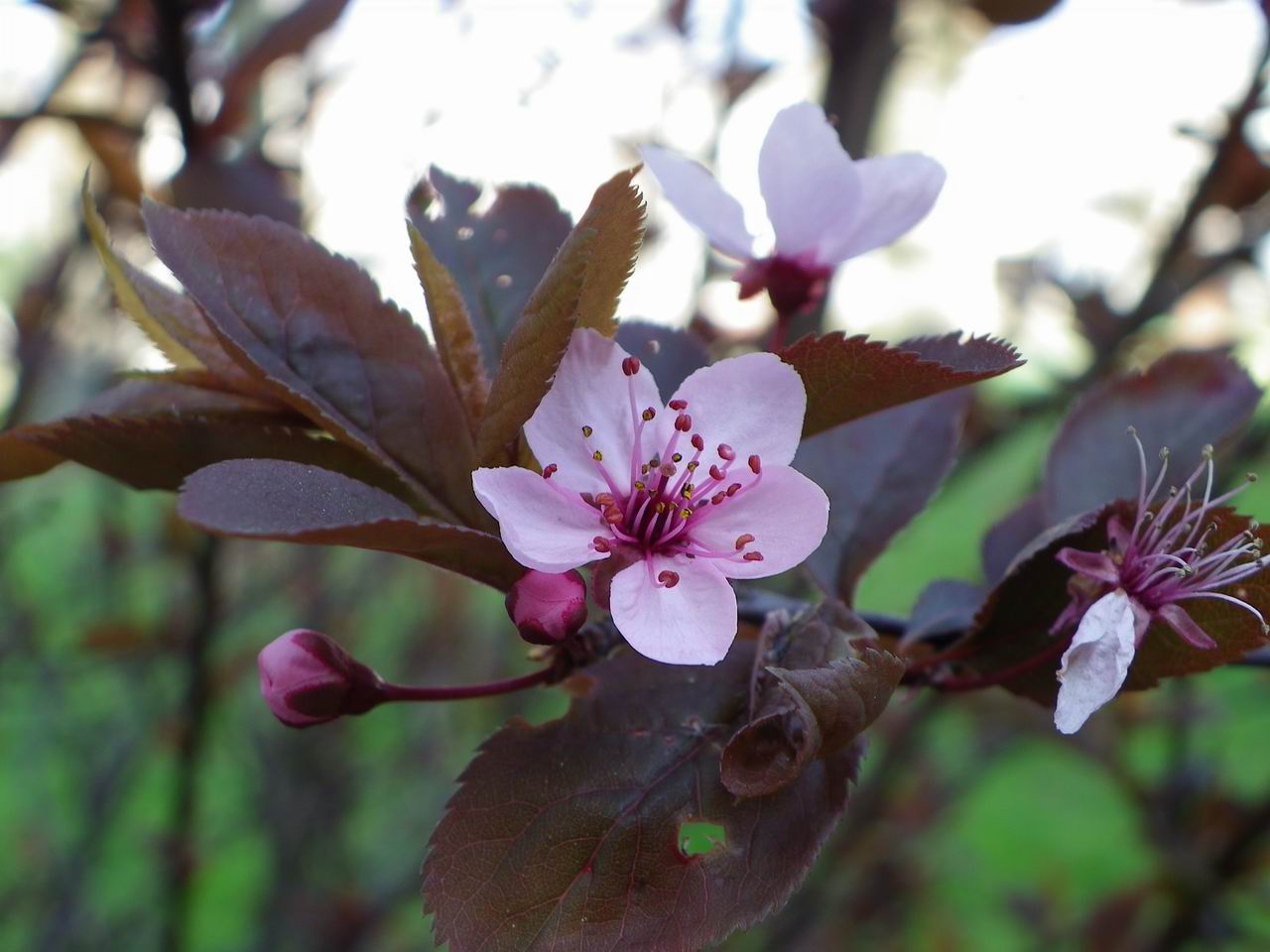 Fleurs de prunier rouge