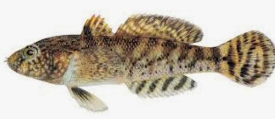 pasiuni 011: Pescuitul marin, Strunghilul sau guvid de Marea Neagră