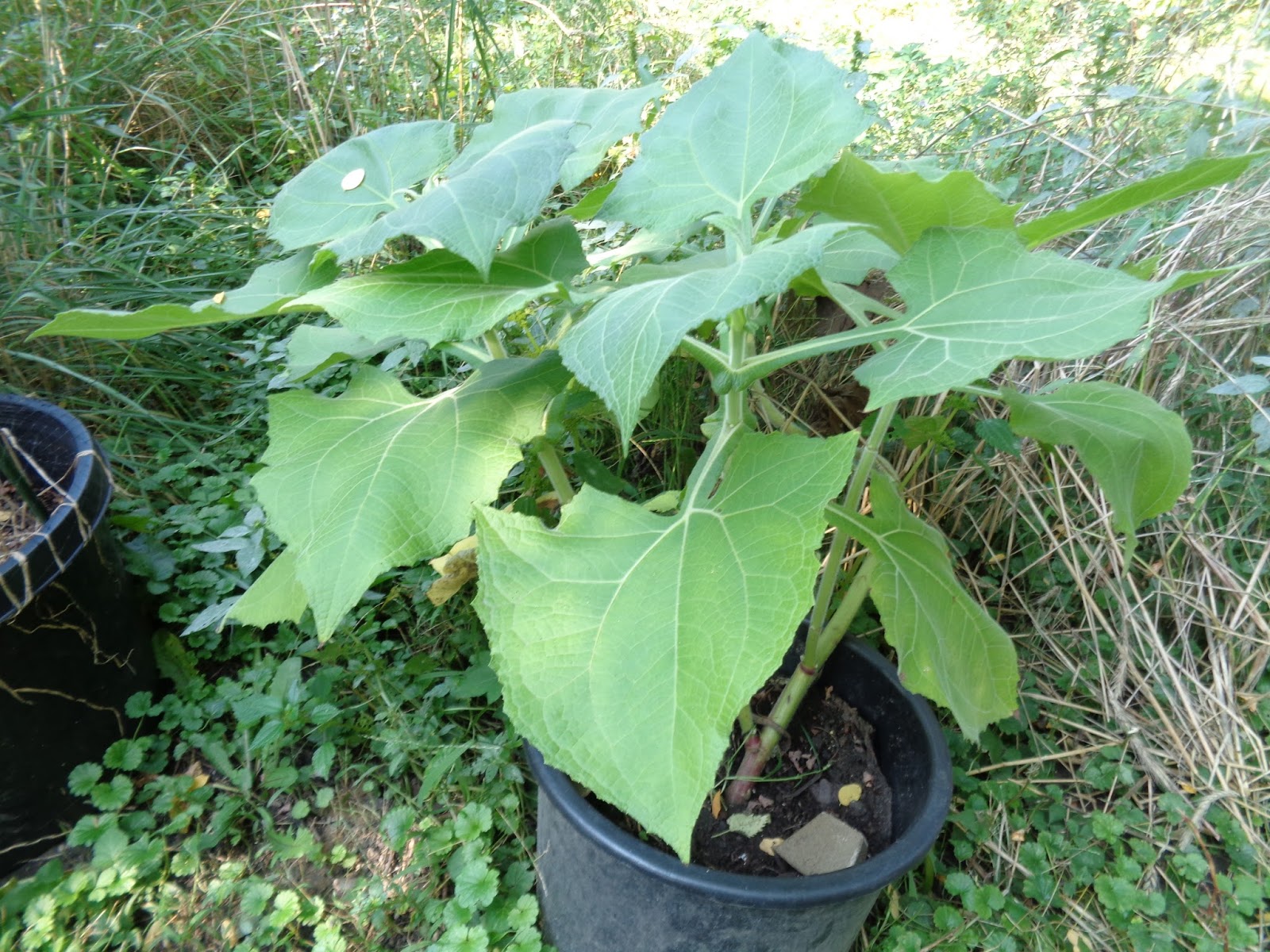 The Perennial Agriculturalist: yacon