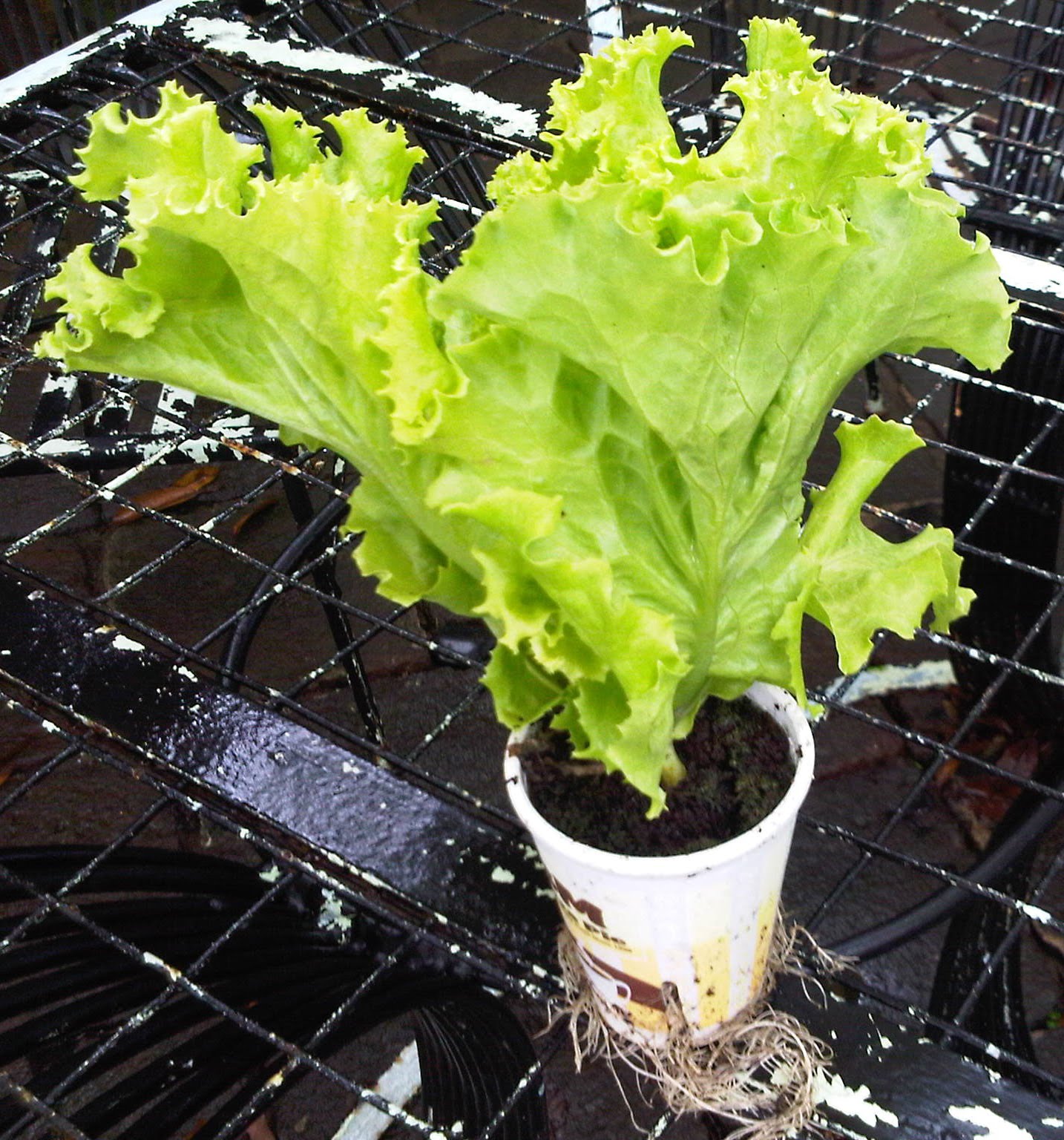 The Green Grocer Lettuce Cups The Green Grocer Lettuce Cups